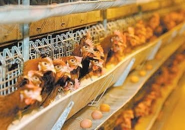 Otvorena Bingova farma koka nosilja: Počela dnevna proizvodnja 39.000 ...