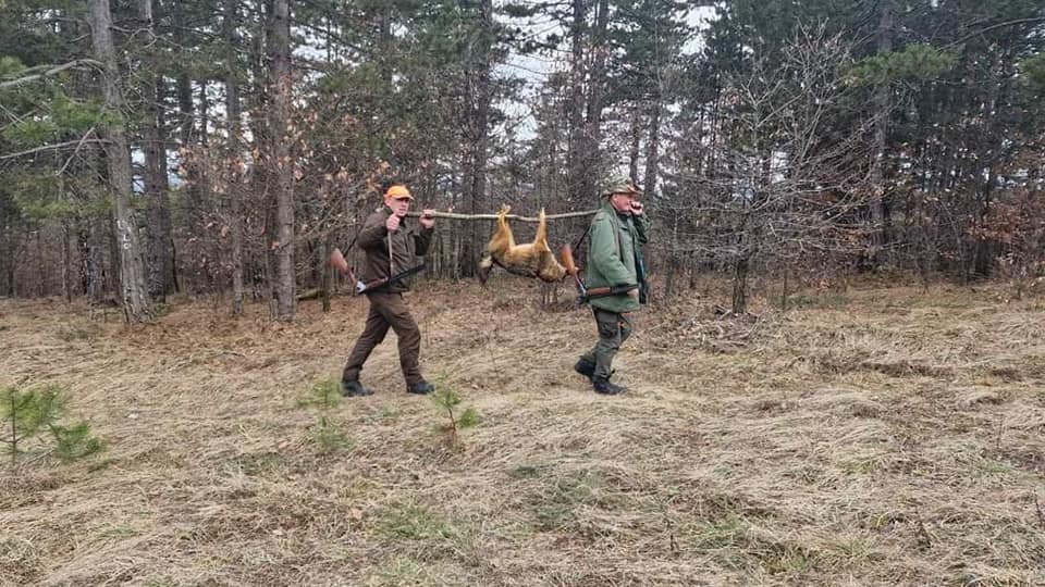 Čopori napravili štetu domaćinstvima: Na Ozrenu danas lov na vuka ...